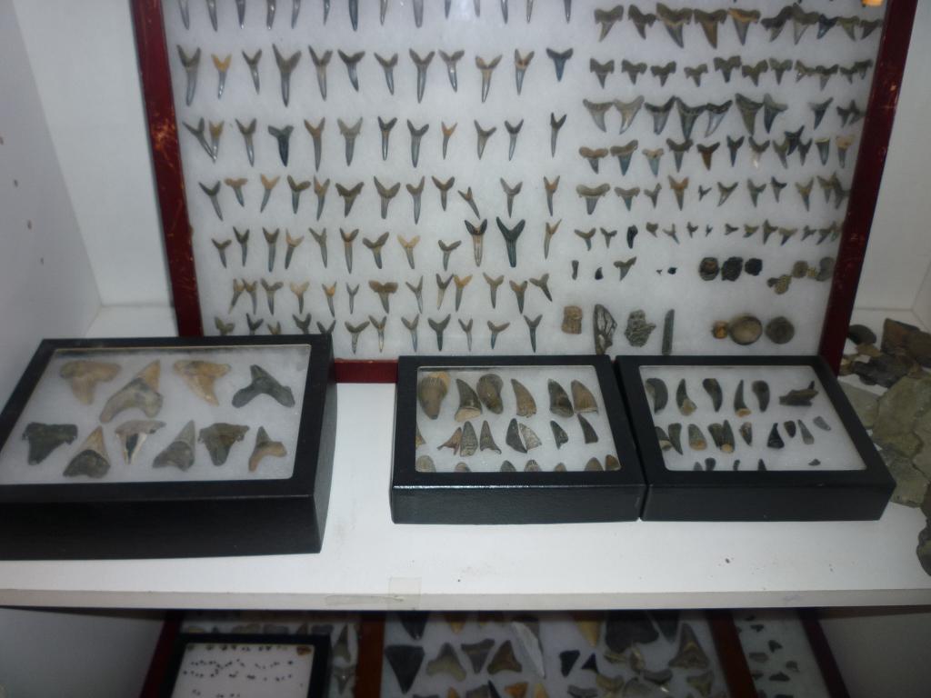 Fossil Room - Member Collections - The Fossil Forum