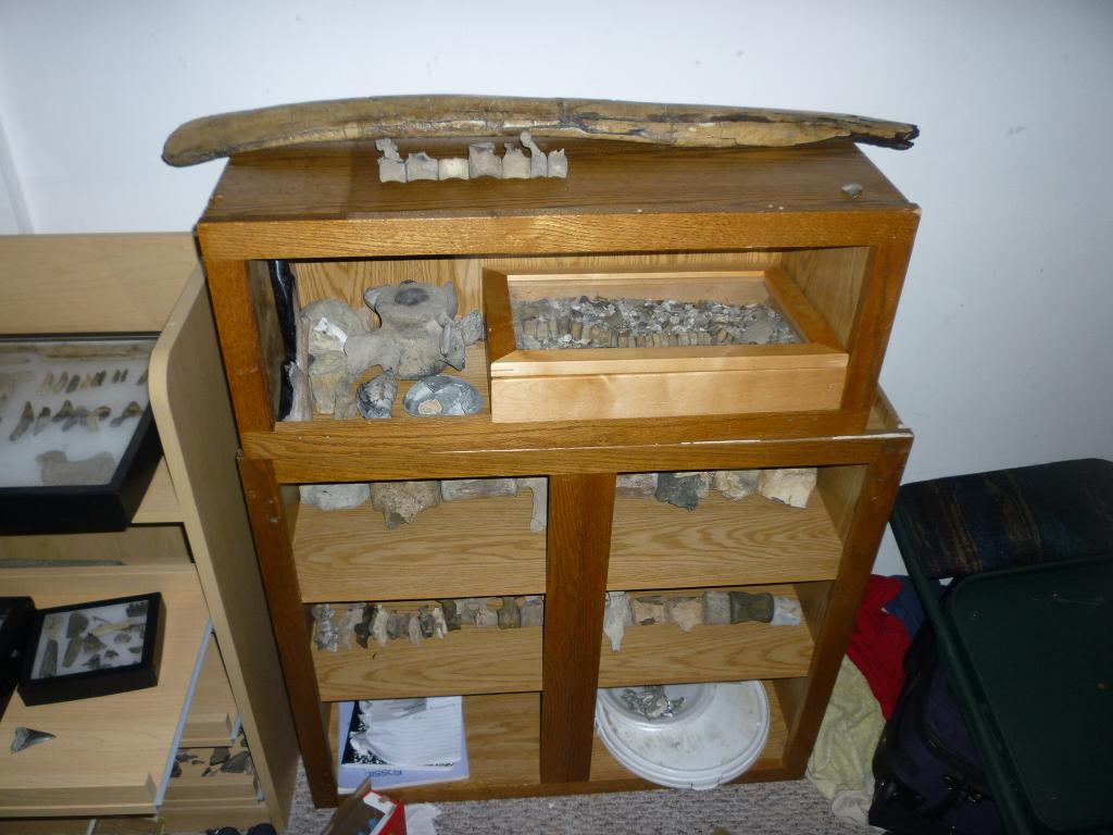 Fossil Room - Member Collections - The Fossil Forum