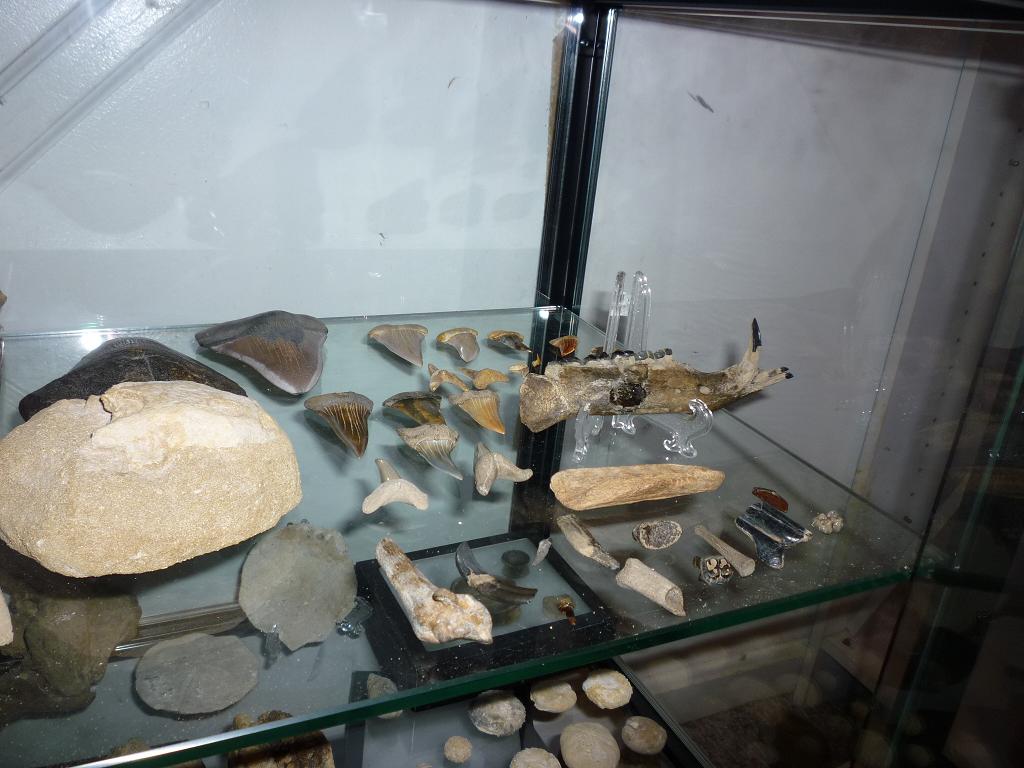 Fossil Room - Member Collections - The Fossil Forum