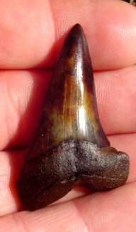 Shark Tooth Id - Fossil ID - The Fossil Forum