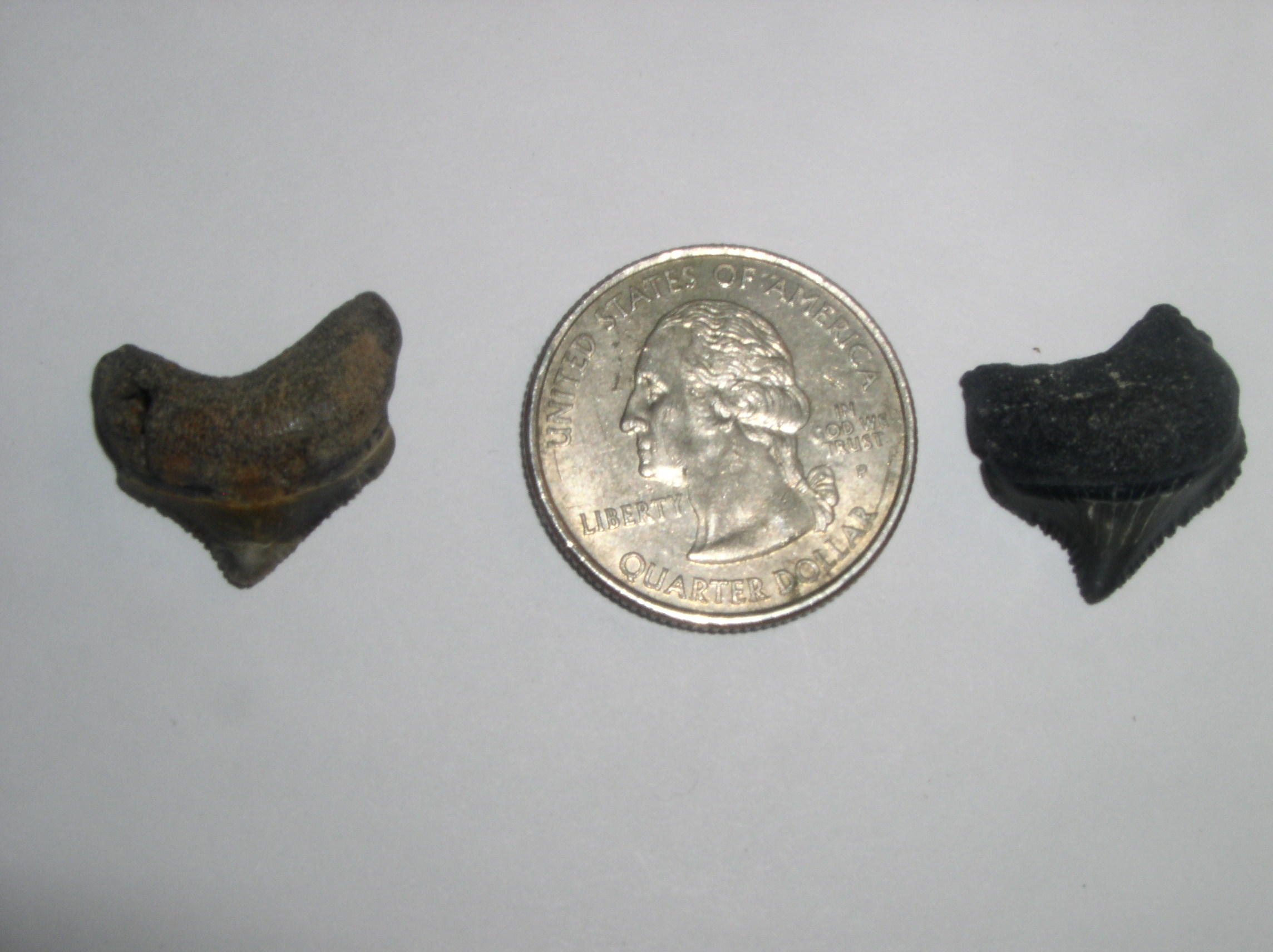 Juvenile/ Posterior Megalodon Teeth - Fossil ID - The Fossil Forum