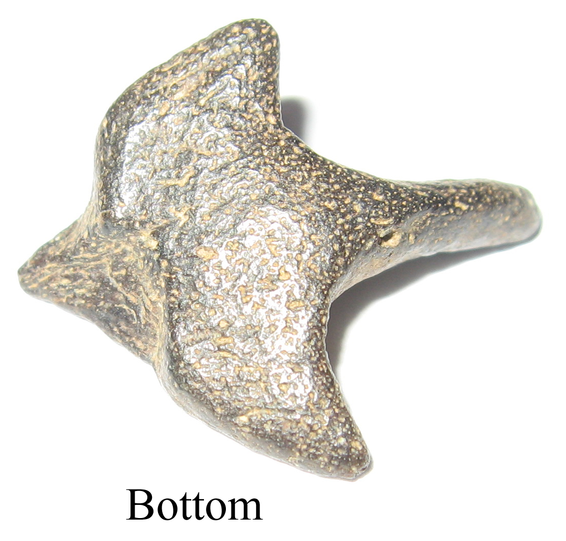 Cephalic Clasper? - Fossil ID - The Fossil Forum