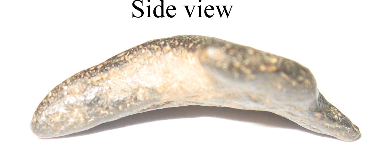 Cephalic Clasper? - Fossil ID - The Fossil Forum