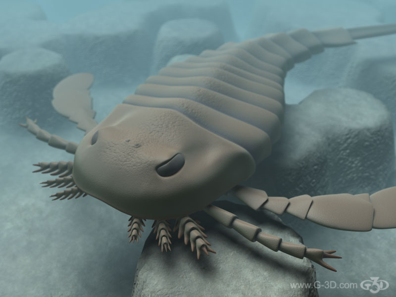 Did Eurypterid Evolve From Trilobites? - General Fossil Discussion ...