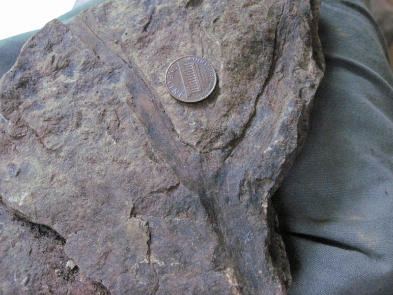 Triassic Insect Trace? - Fossil ID - The Fossil Forum