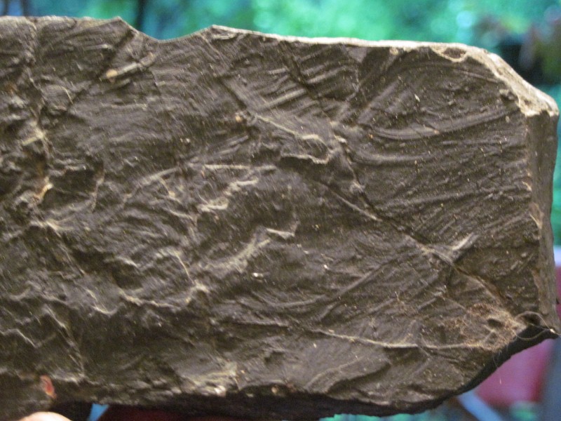Triassic Insect Trace? - Fossil ID - The Fossil Forum