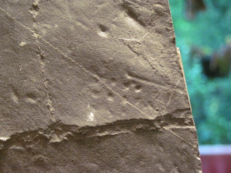 Triassic Insect Trace? - Fossil ID - The Fossil Forum