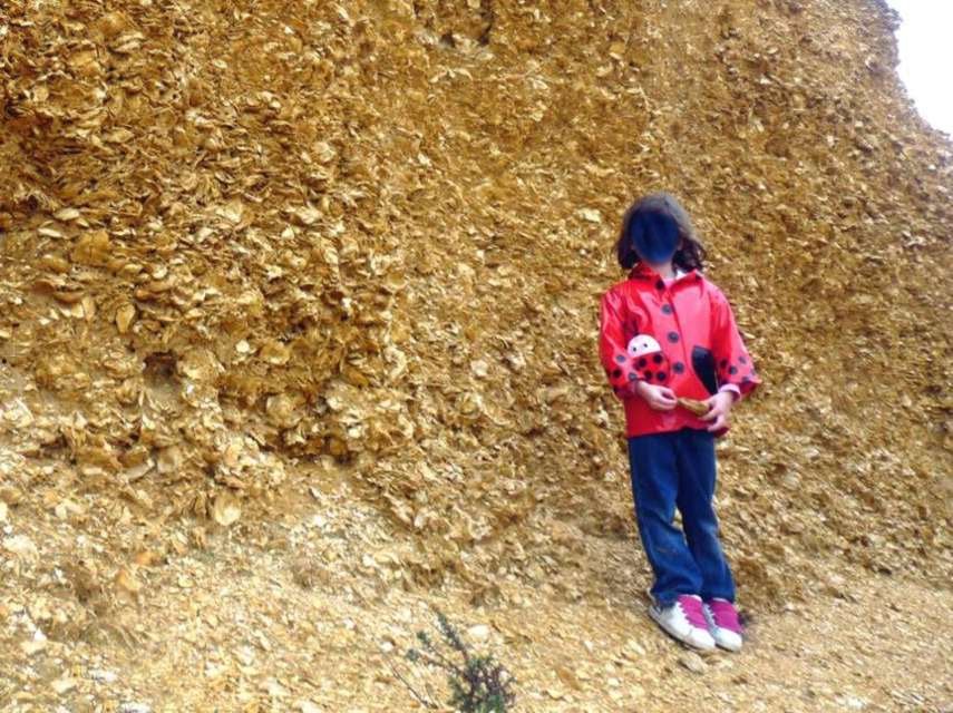 Shell Hill (Australia) - Fossil Hunting Trips - The Fossil Forum