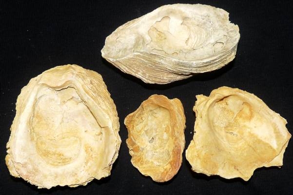 Shell Hill (Australia) - Fossil Hunting Trips - The Fossil Forum