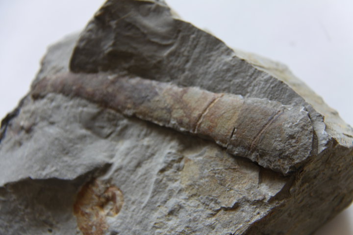 Baculite ? - Fossil ID - The Fossil Forum