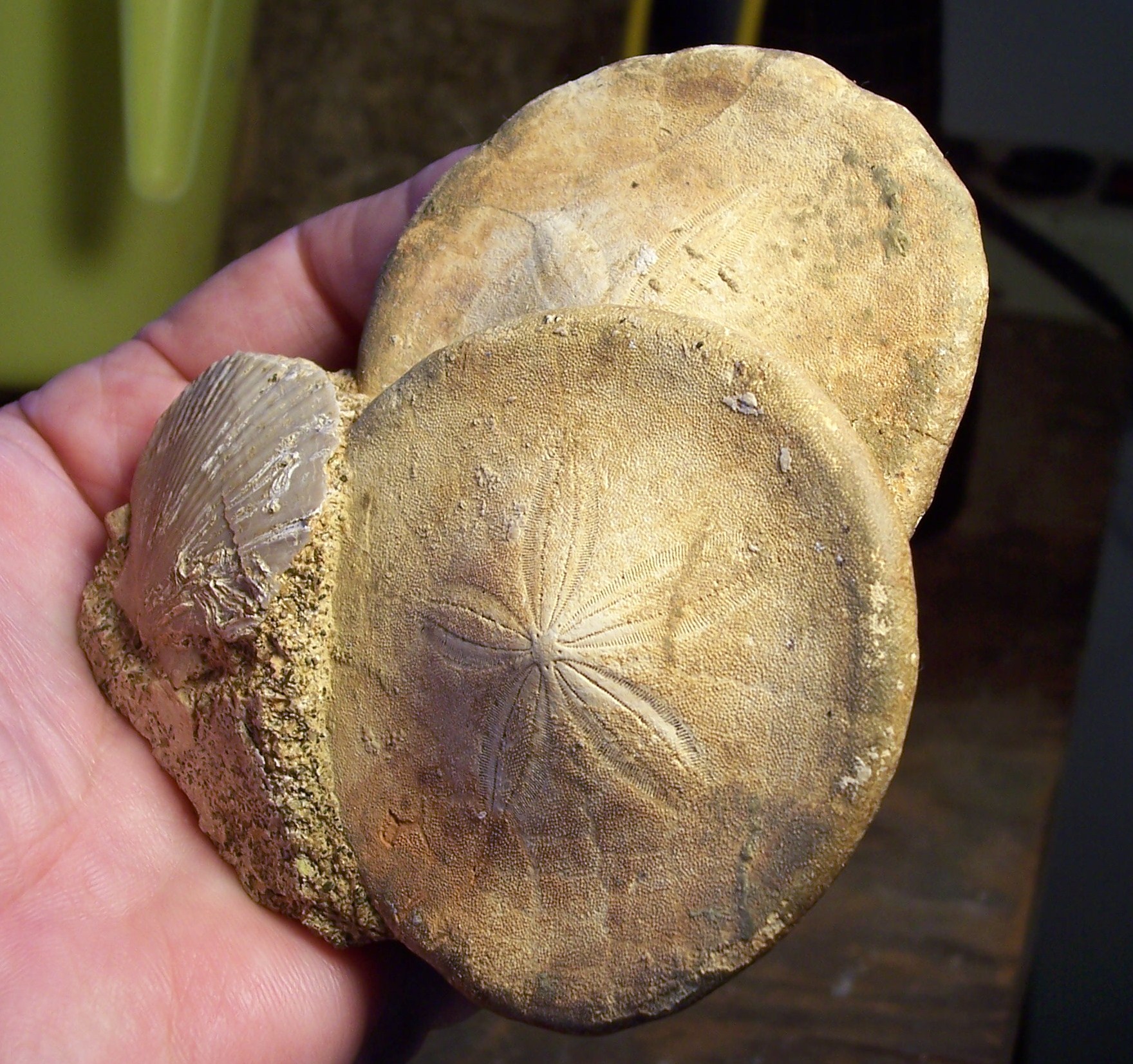 Echinoid Periachus New Sub-Species? - Fossil ID - The Fossil Forum