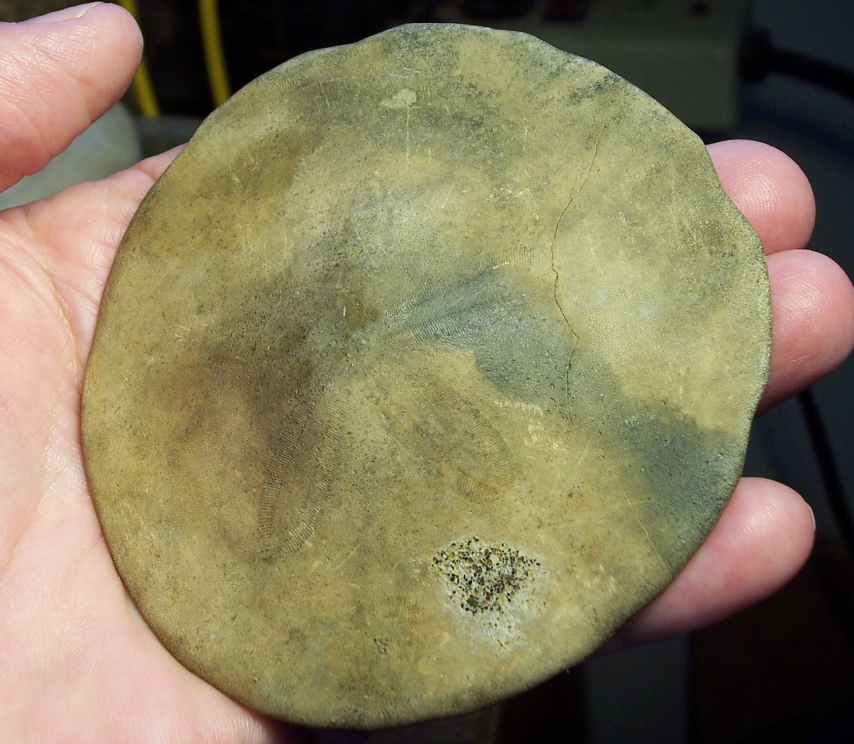 Echinoid Periachus New Sub-Species? - Fossil ID - The Fossil Forum