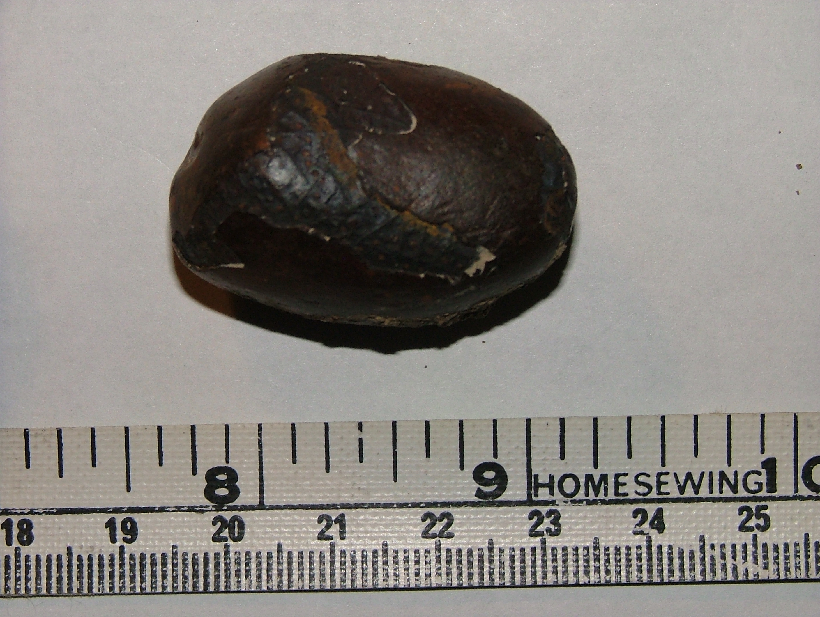 Seed Pod? Small Egg? - Fossil ID - The Fossil Forum