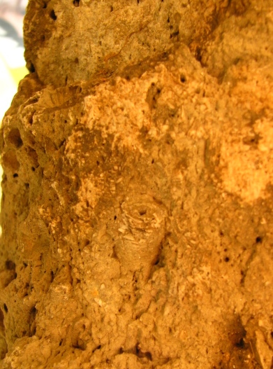 Two Large Sections Of Riverbed Fossil - Fossil ID - The Fossil Forum