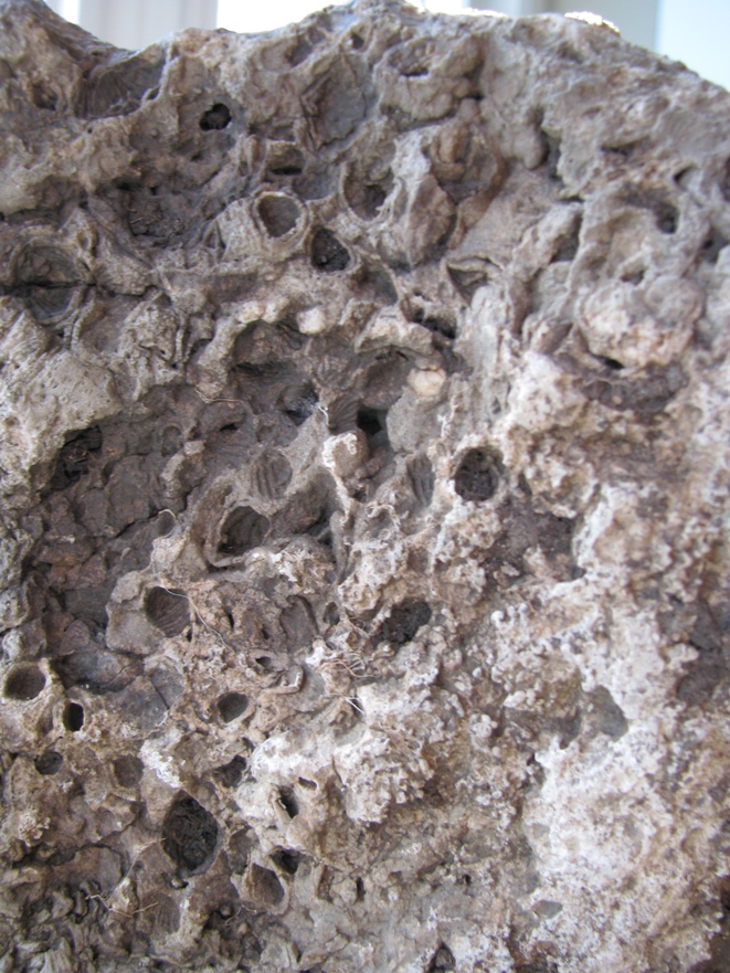 Two Large Sections Of Riverbed Fossil - Fossil ID - The Fossil Forum