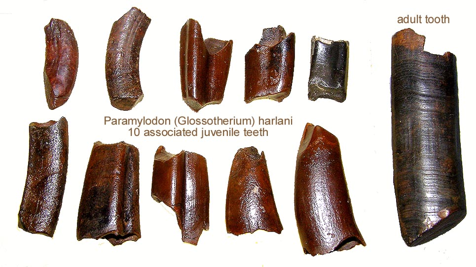 Quiz - Mammal Tooth - Fossil ID - The Fossil Forum