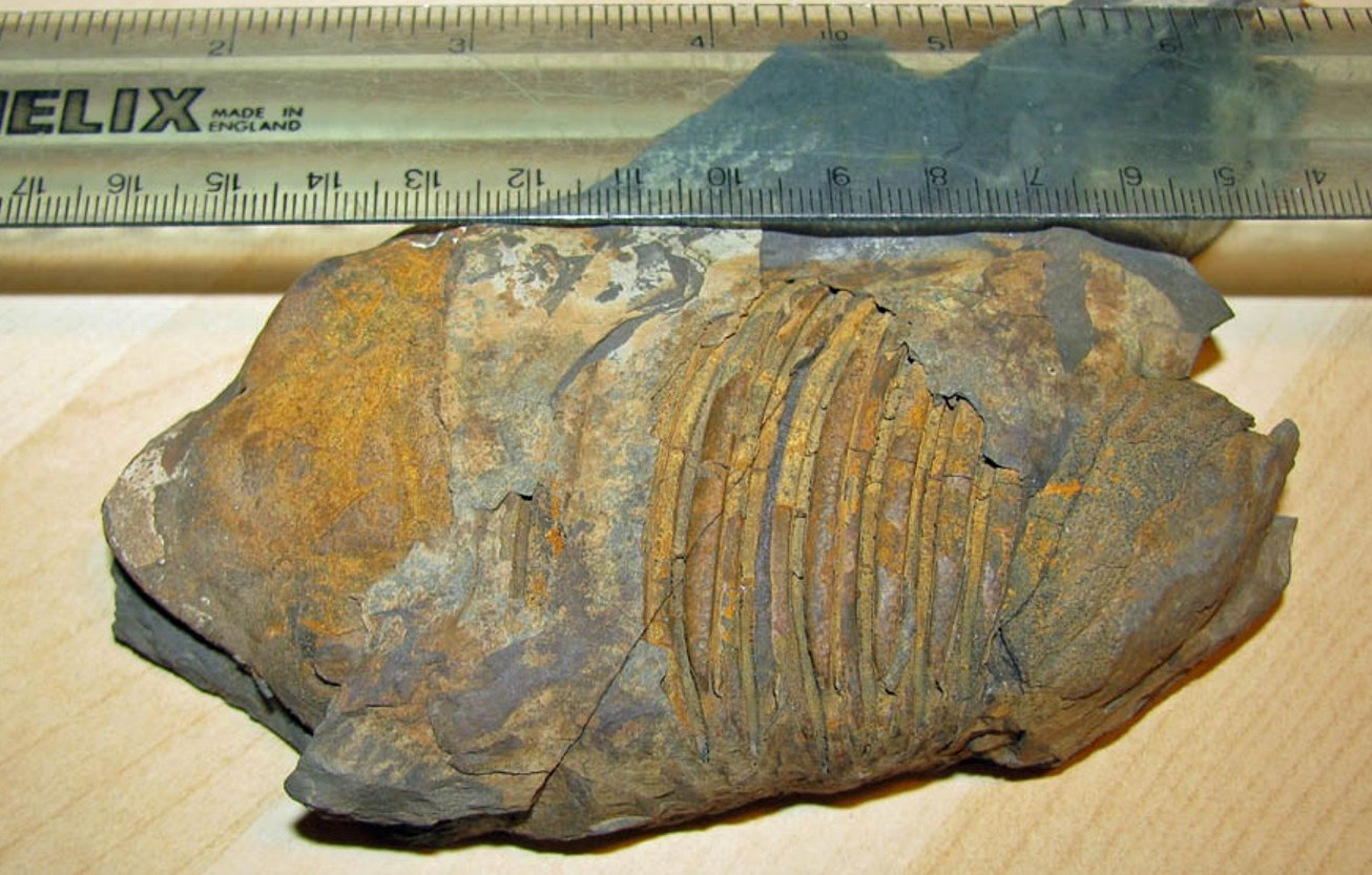 July 2010 Invertebrate/plant Find Of The Month - Fossil of the Month ...