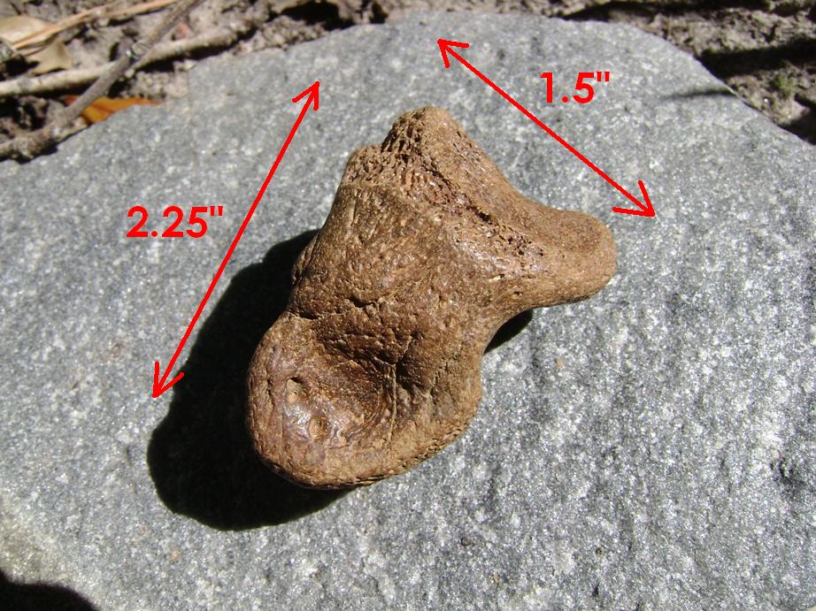 Who Lost This Pleisto Phalange? - Fossil ID - The Fossil Forum