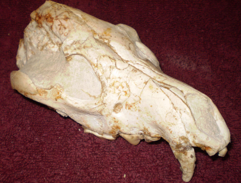 Newest Puppy - Member Collections - The Fossil Forum