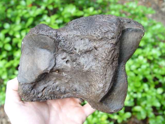 Impressive Bone From An Impressive Beast - Member Collections - The ...