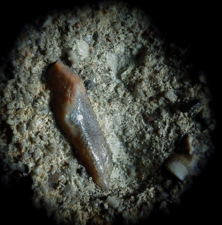 Mid Devonian Tooth Arkona - Fossil ID - The Fossil Forum