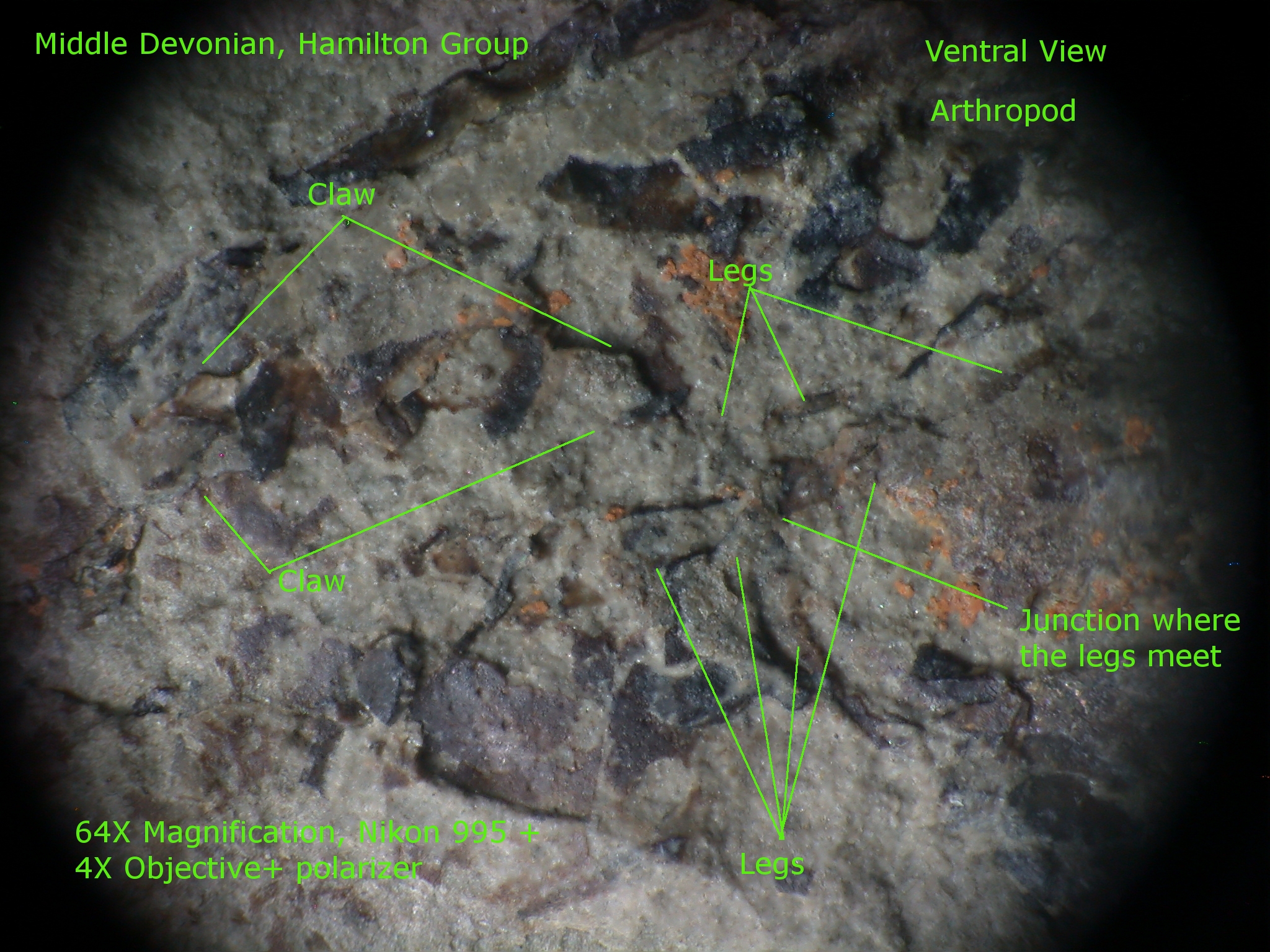 Unidentified Arkona Fossil - Fossil ID - The Fossil Forum