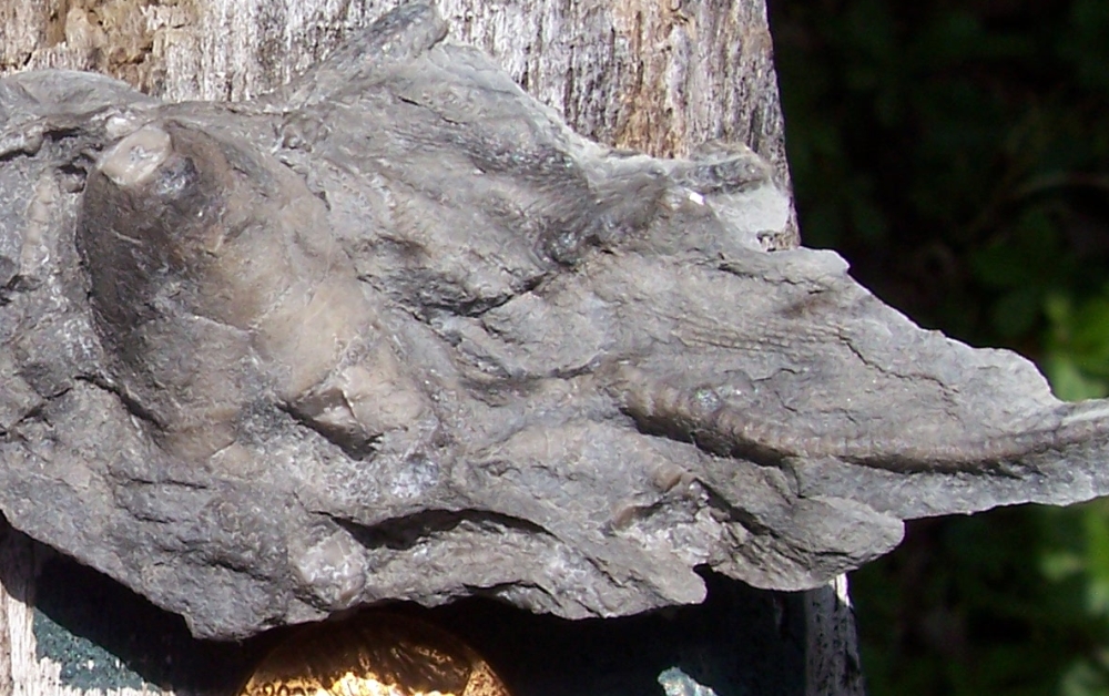 What Do You Think? - Fossil ID - The Fossil Forum