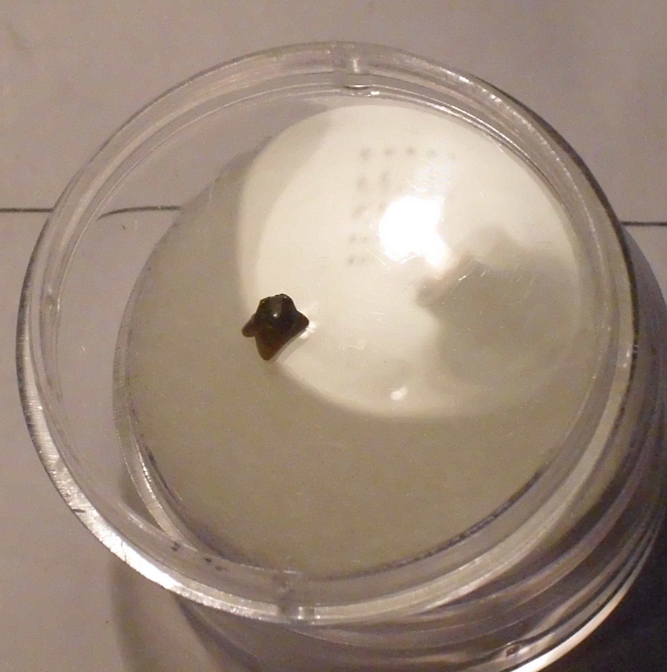 Micro Teeth - Fossil ID - The Fossil Forum