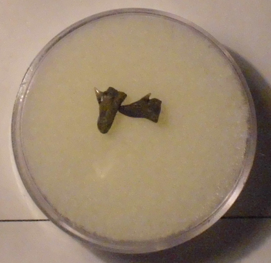 Micro Teeth - Fossil ID - The Fossil Forum