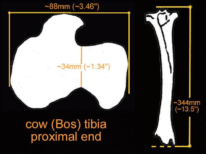 Bos Tauraus Upper Tibia? - Fossil ID - The Fossil Forum