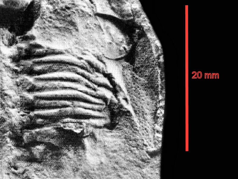 More From Arkona - Fossil ID - The Fossil Forum