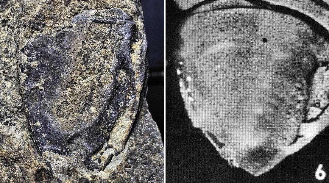 Arkona Placoderm Skull:? Or Trilobite Dipleura? - Page 2 - Fossil ID ...