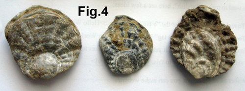 Lopha Or Plicatula? - Questions & Answers - The Fossil Forum