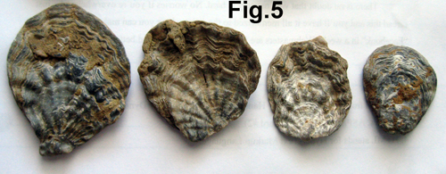 Lopha Or Plicatula? - Questions & Answers - The Fossil Forum