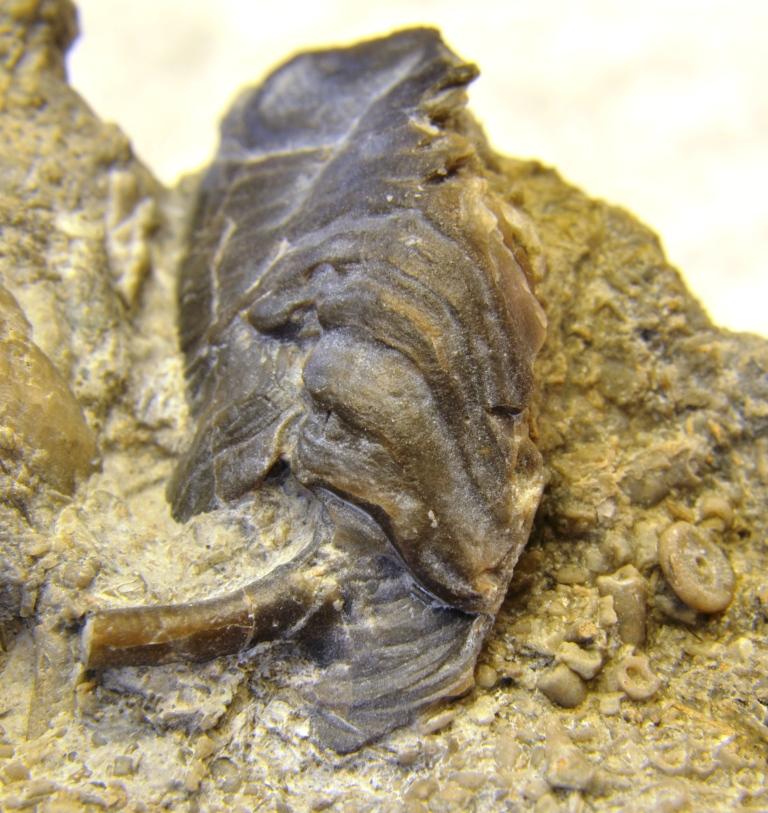 Arkona Brachiopod - Fossil ID - The Fossil Forum