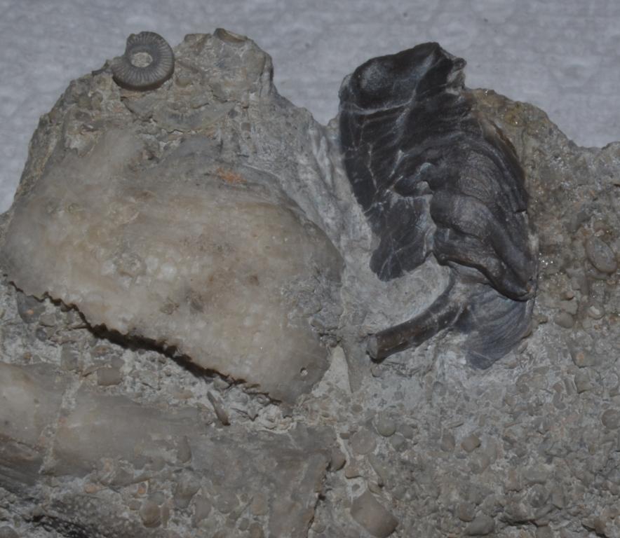 Arkona Brachiopod - Fossil ID - The Fossil Forum
