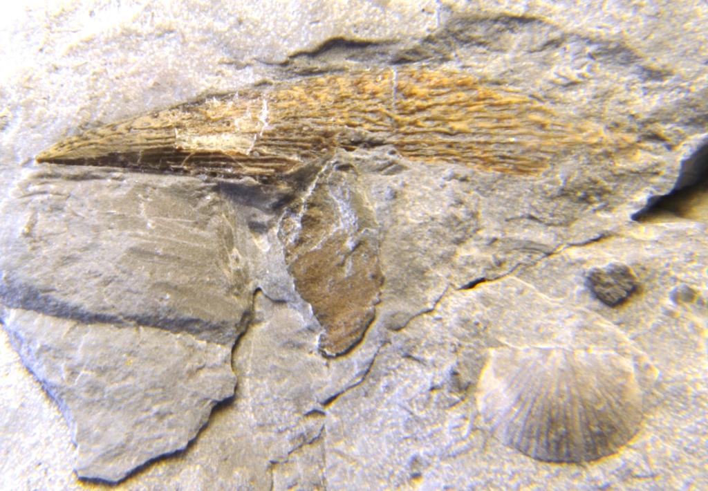 More From Arkona - Fossil ID - The Fossil Forum