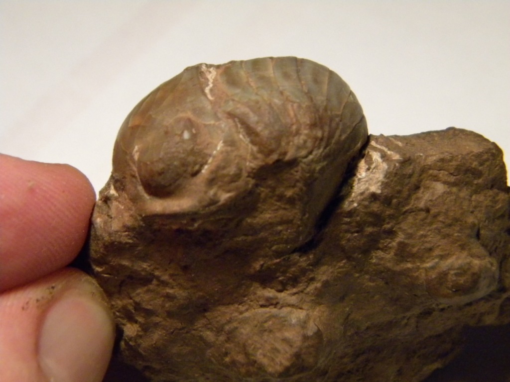 Swedish Fossils - Fossil ID - The Fossil Forum