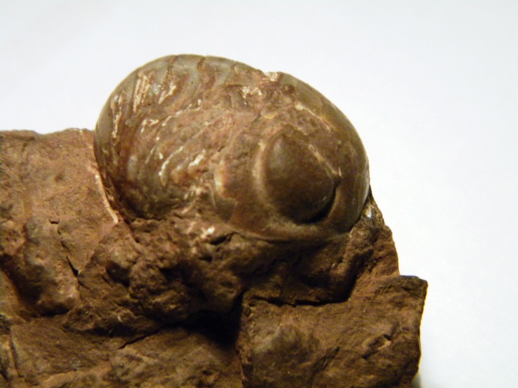 Swedish Fossils - Fossil ID - The Fossil Forum