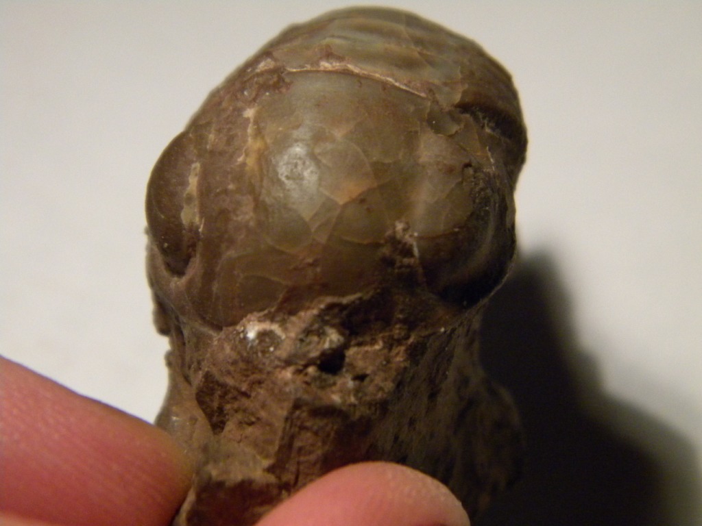 Swedish Fossils - Fossil ID - The Fossil Forum