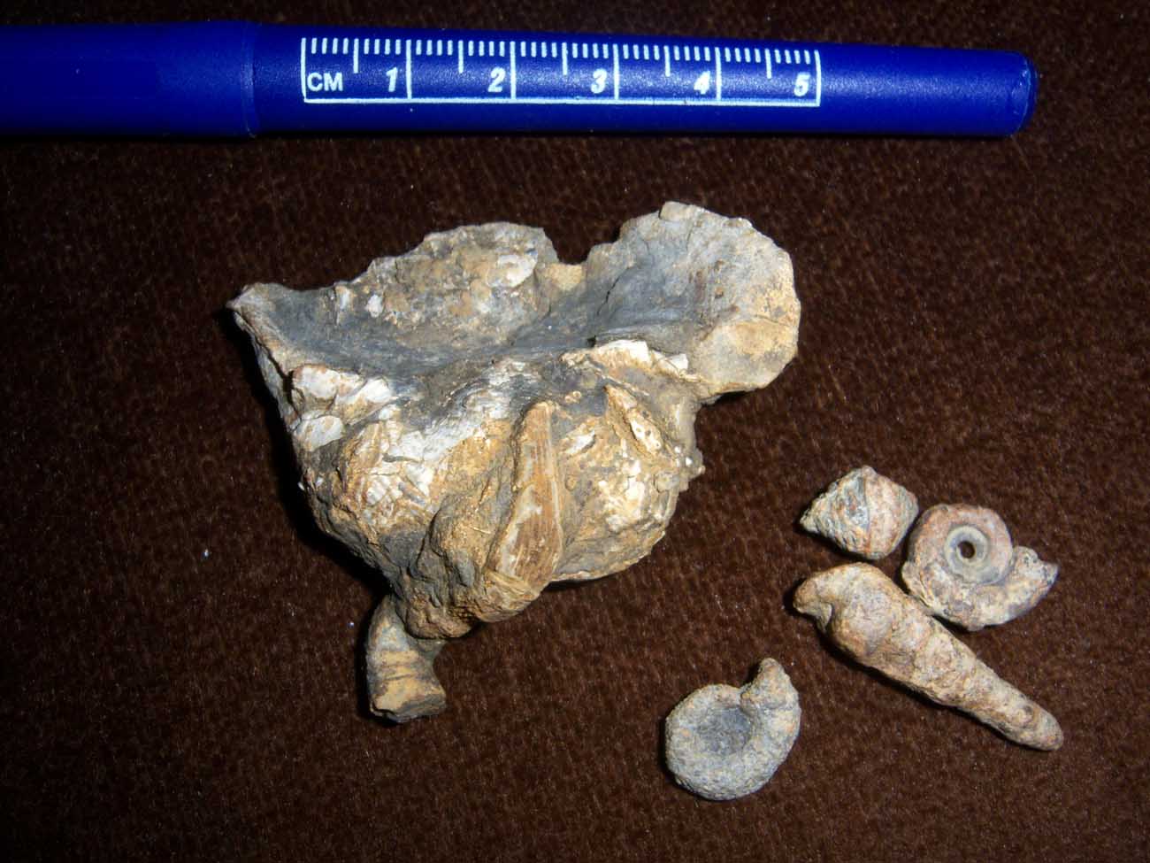 Crinoid? Cystoid? - Fossil ID - The Fossil Forum