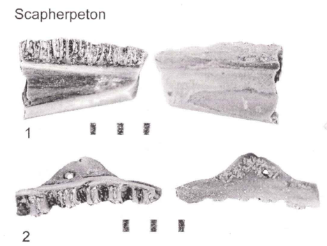 Garfish ? - Fossil ID - The Fossil Forum