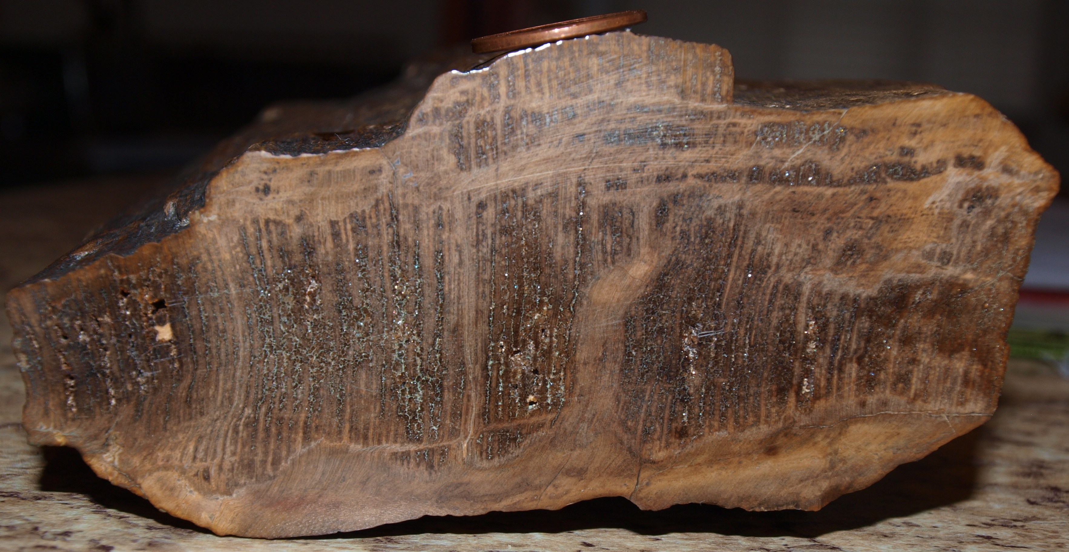 Petrified Wood - Member Collections - The Fossil Forum