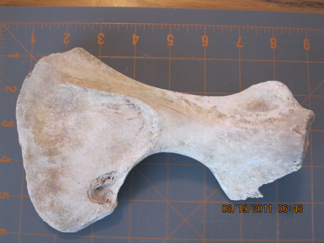 Battle Report: Goodland Ls - Fossil Hunting Trips - The Fossil Forum