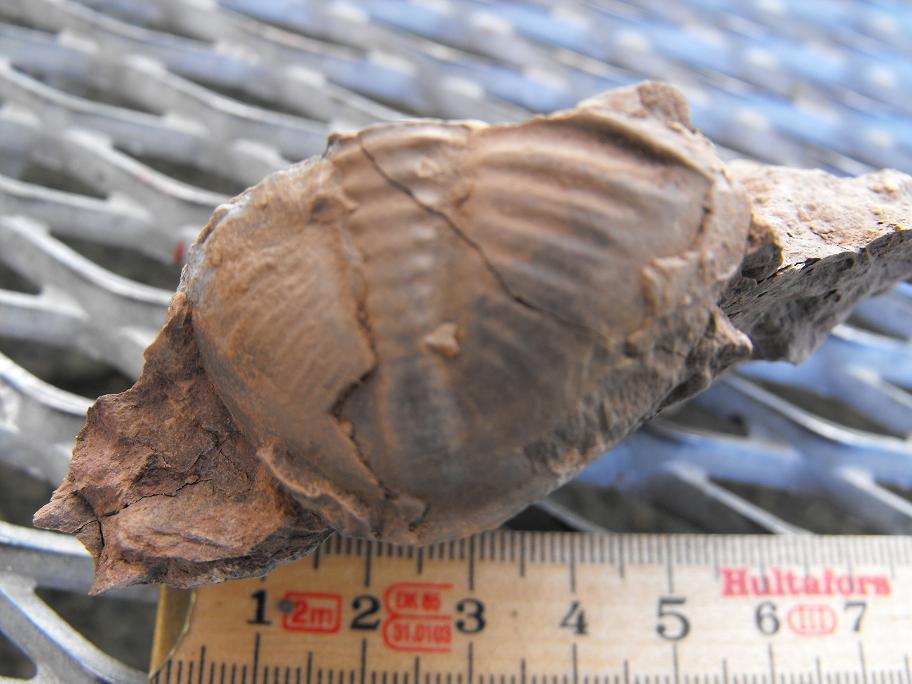 Swedish Fossils - Fossil ID - The Fossil Forum