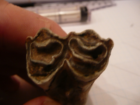 American Bison Tooth? - Fossil ID - The Fossil Forum