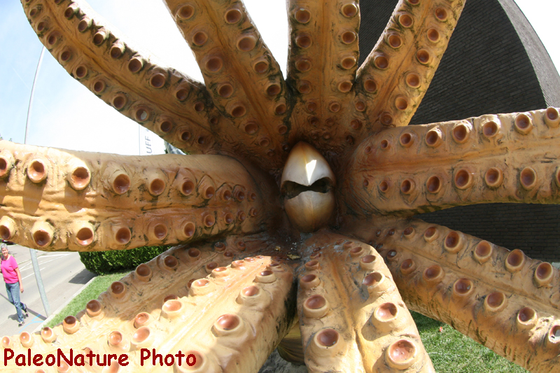 Show Us Your Worst Roadside Fossils - General Fossil Discussion - The ...