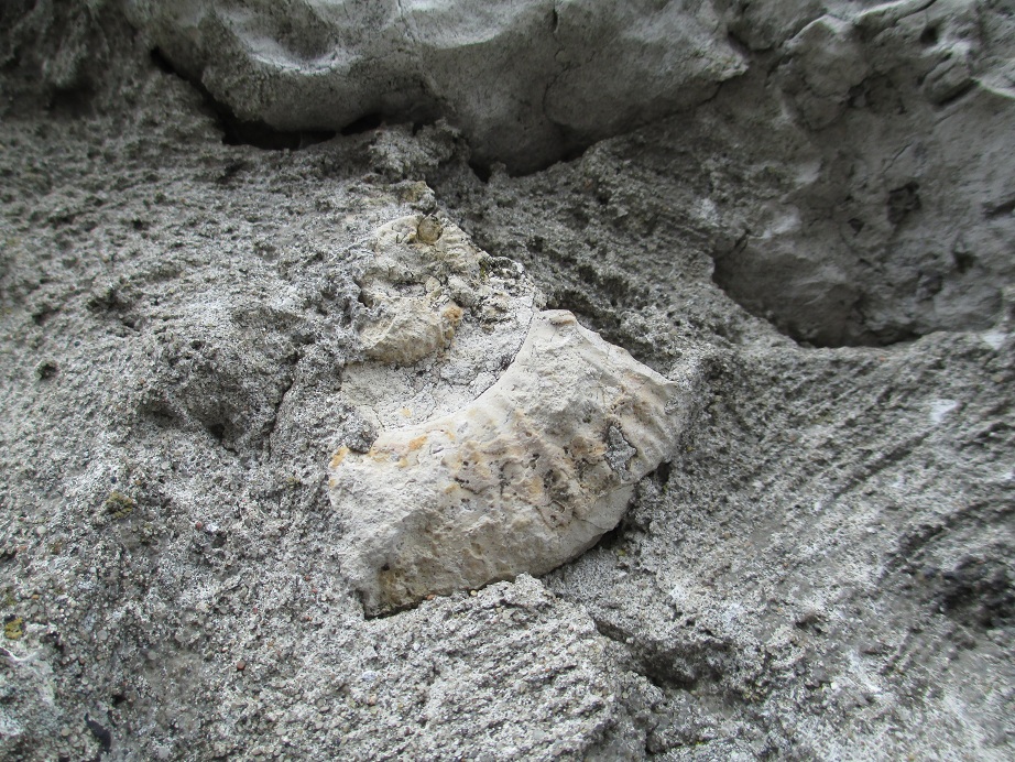 Jurassic Fossils In The Ruins Of A Castle In Ogrodzieniec, North Of ...