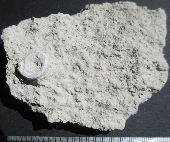 Two Fossils From Zalas Poland,oxfordian,upper Jurassic - Fossil ID ...