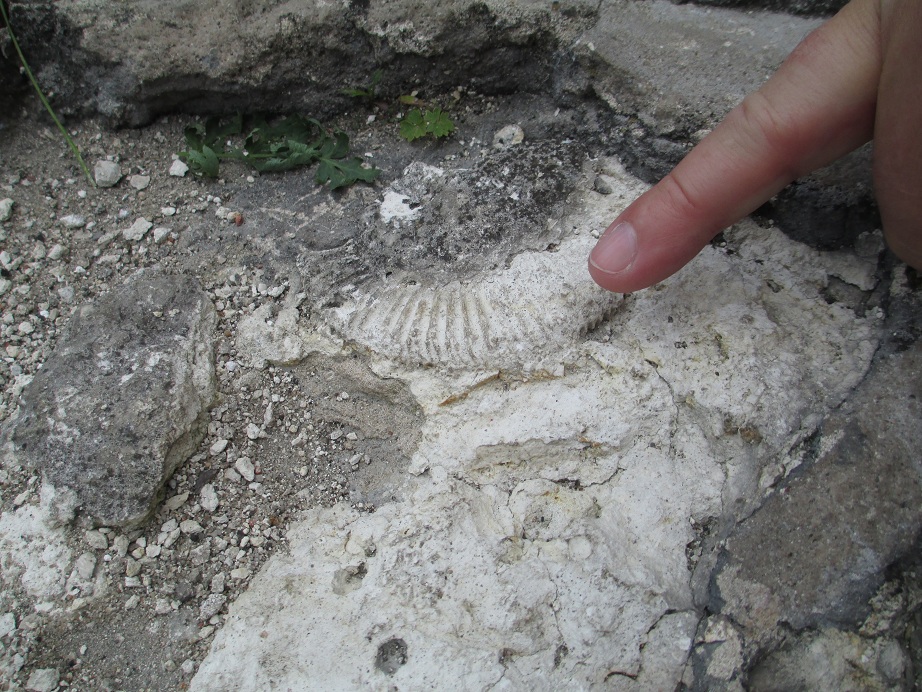 Jurassic Fossils In The Ruins Of A Castle In Ogrodzieniec, North Of ...